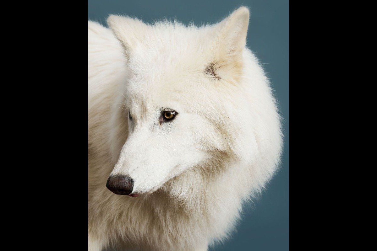 Dire Wolf Resurrected Through DNA and Gene Editing - TNH